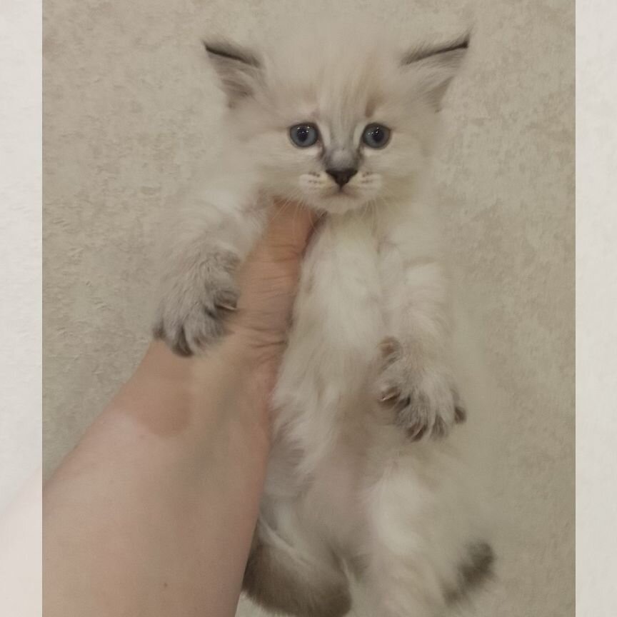 Курильский бобтейл длинношёрстный котёнок