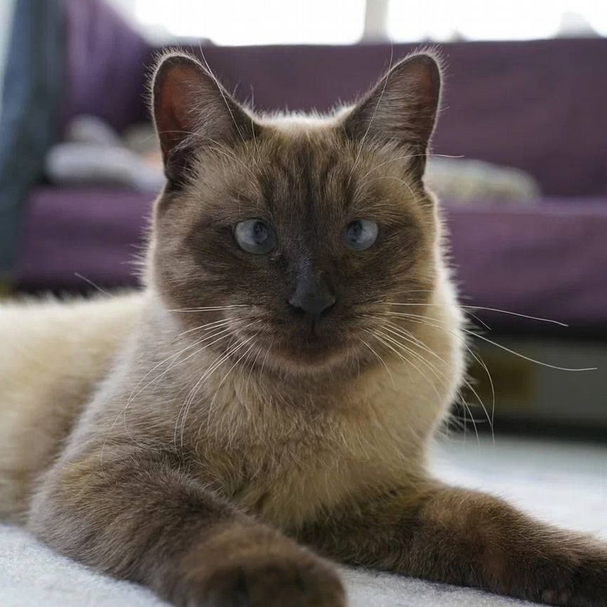 Тайская кошка в дар