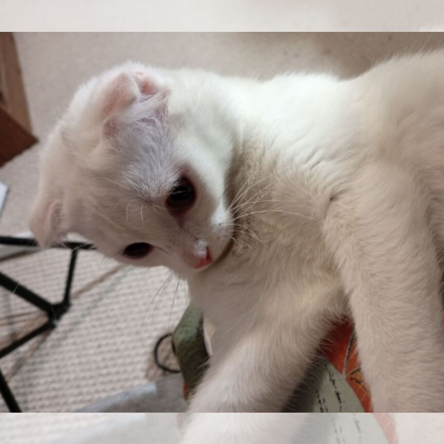 Шотландский вислоухий короткошёрстный котёнок