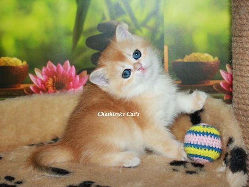 Шотландская кошечка