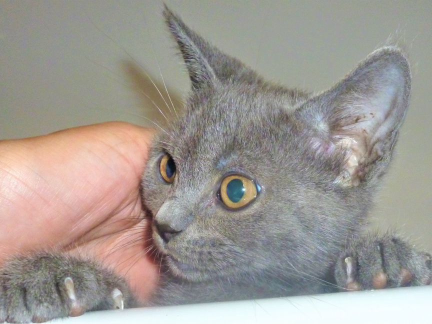 Котики бесплатно в добрые руки