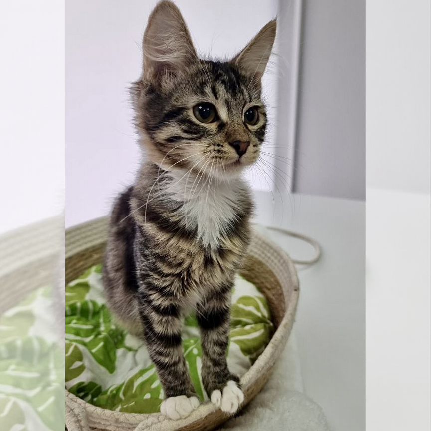 Котенок девочка ласковая в добрые руки