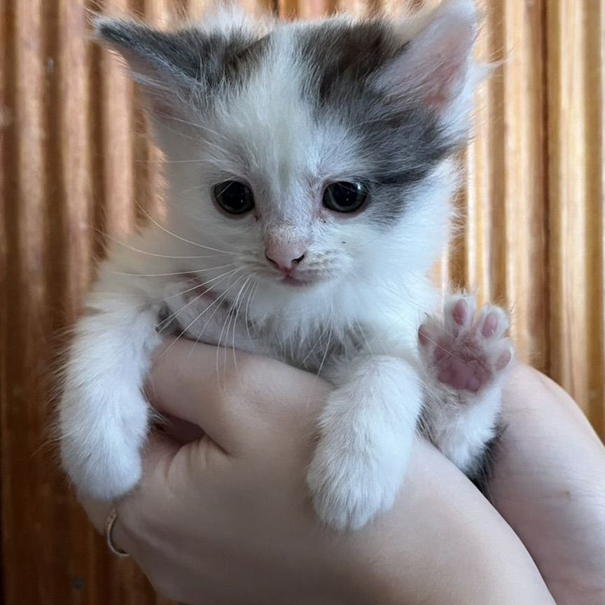 Котёнок в добрые руки