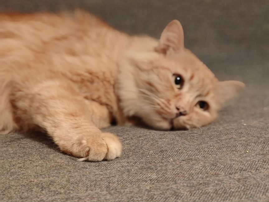 Кот рыжий Сибиряк