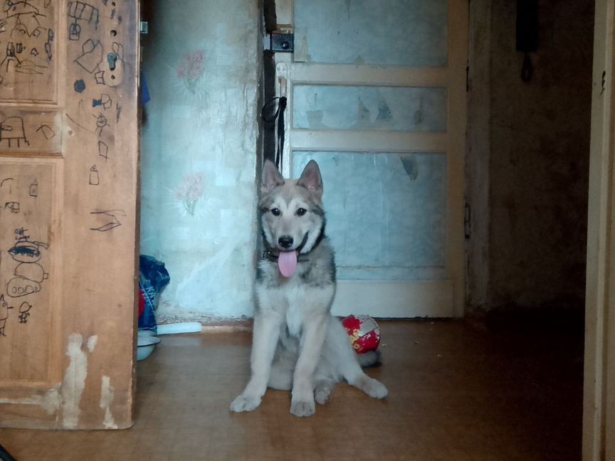 Собака в добрые руки щенок мальчик зовут Палкан