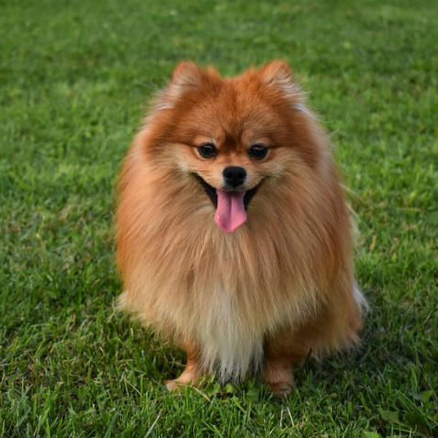 Померанский шпиц