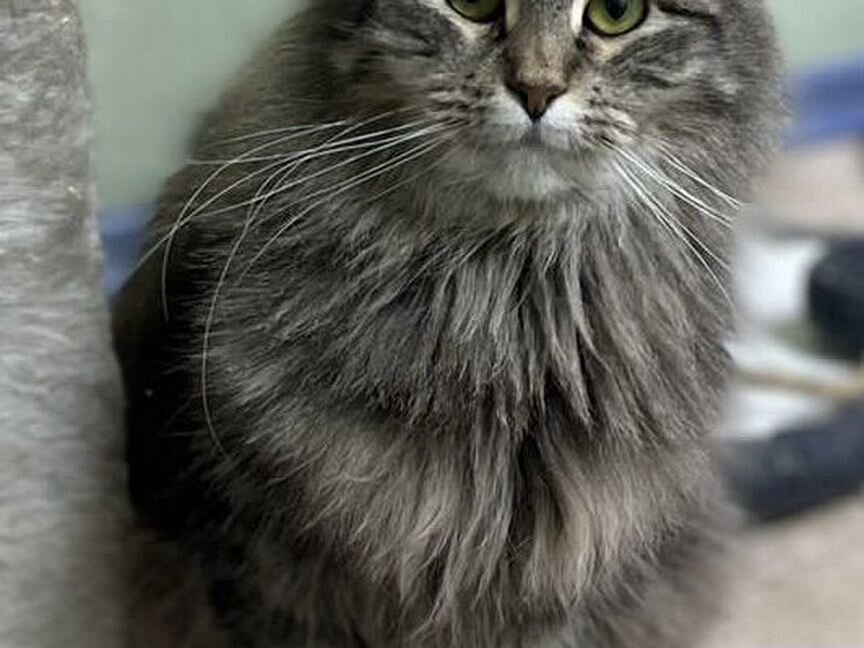 Сибирская кошка Шуша