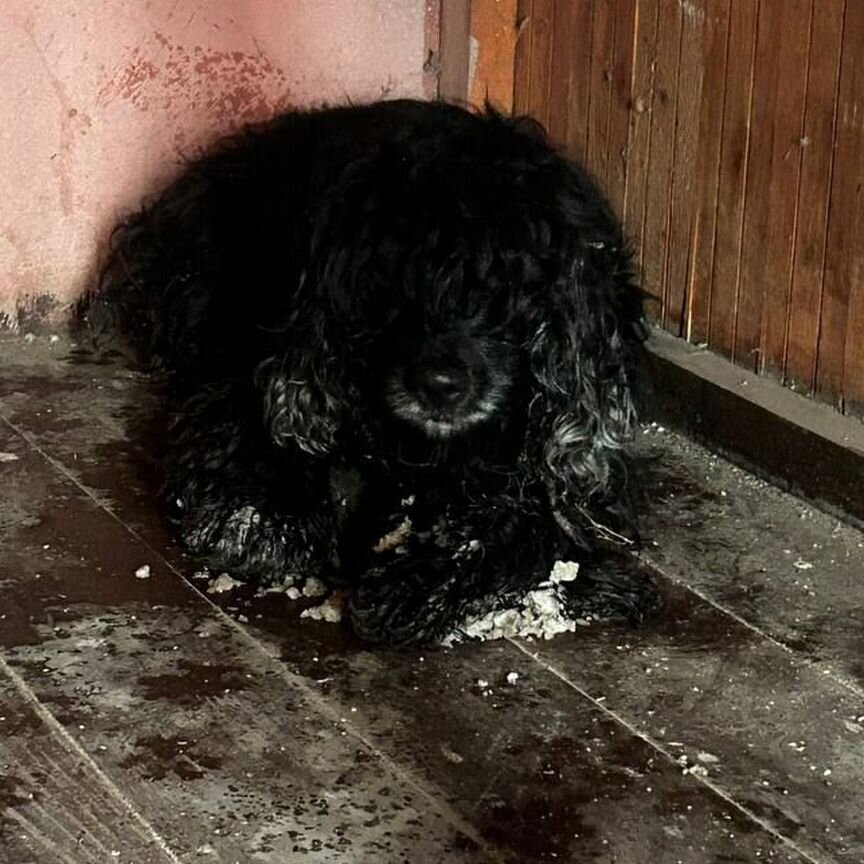 Пудель, щенок