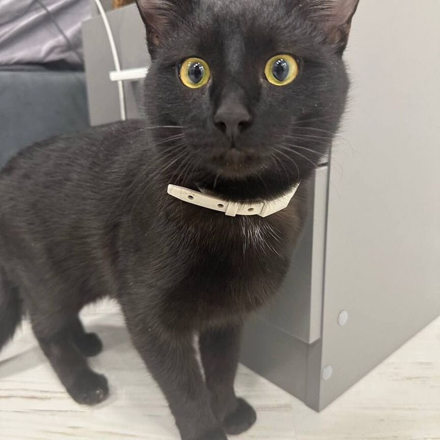 Отдаем черного кота в добрые руки