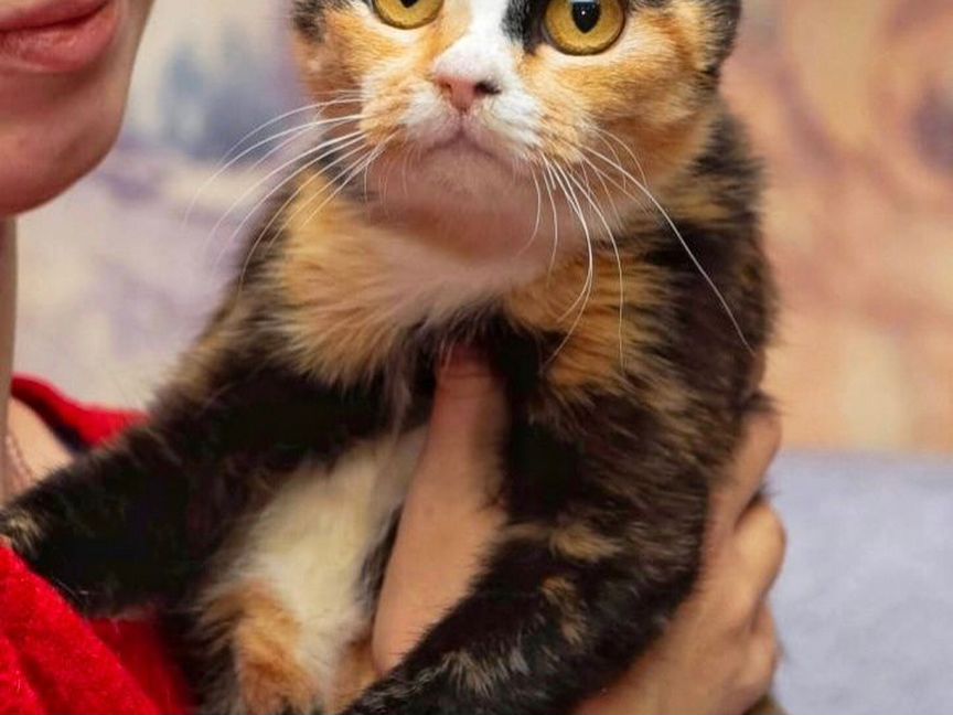 Кошка