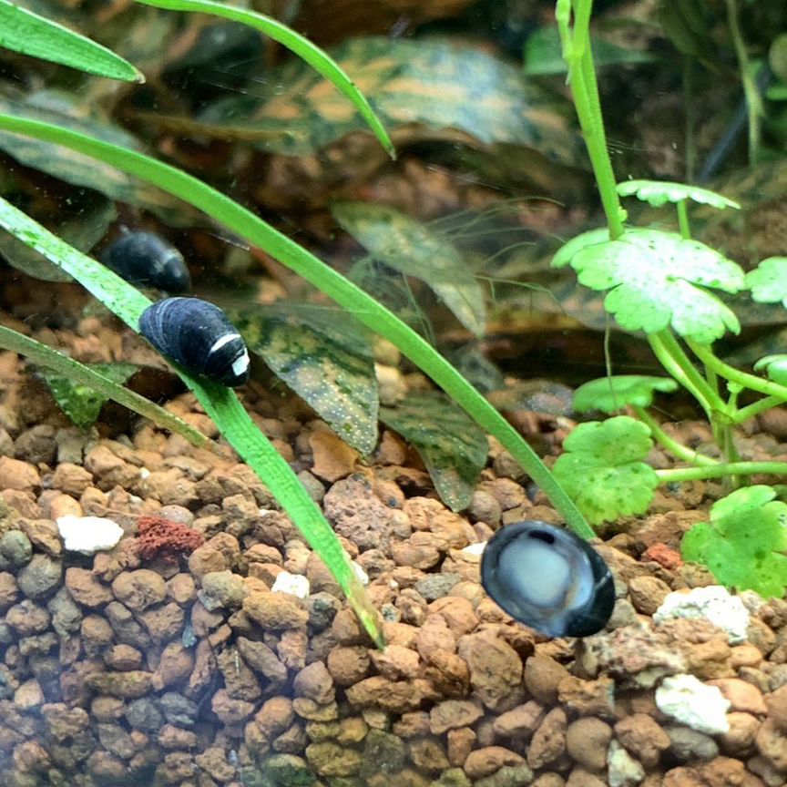 Теодоксус улитка wesselinghi Sands