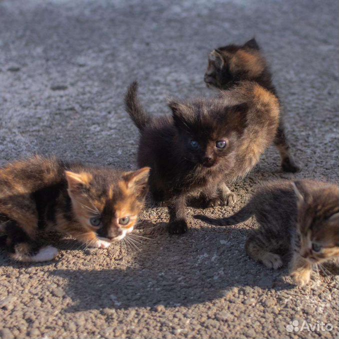 Ла-перм лаперм