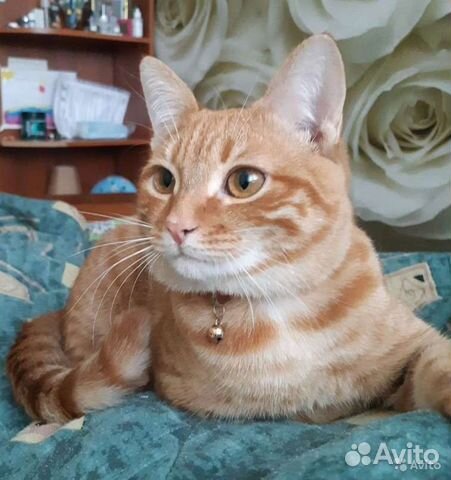 Кот
