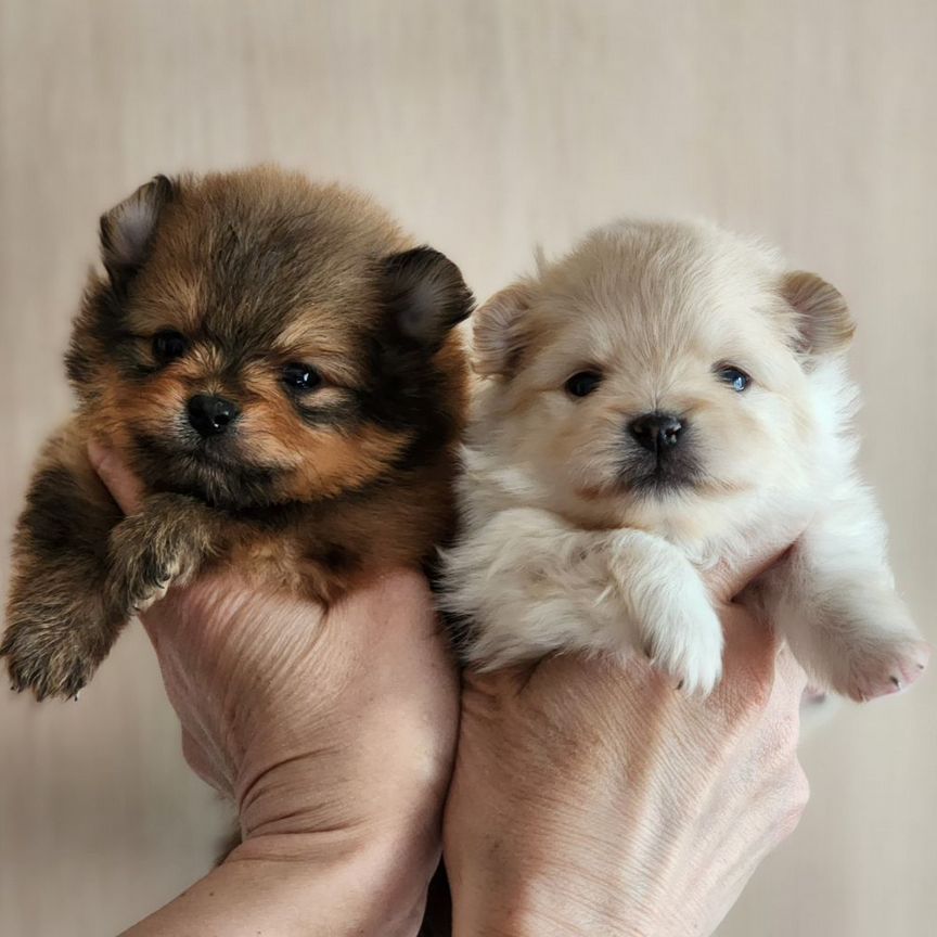 Померанский шпиц