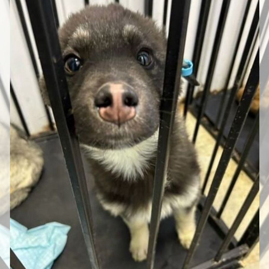 Щенок в добрые руки