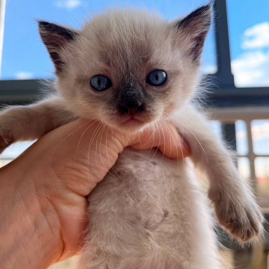 Сиамский котёнок