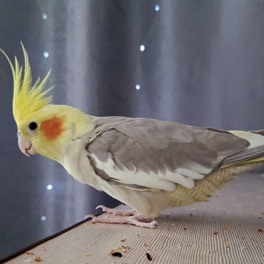 Попугай корелла девочка