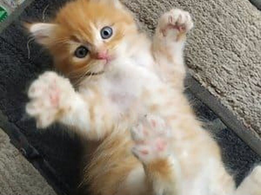 Сибирско норвежские малютки