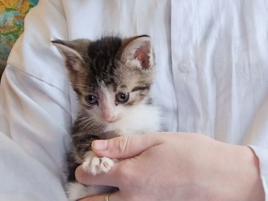 Котята невдуплята