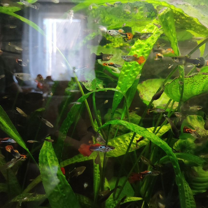 Аквариумные рыбки