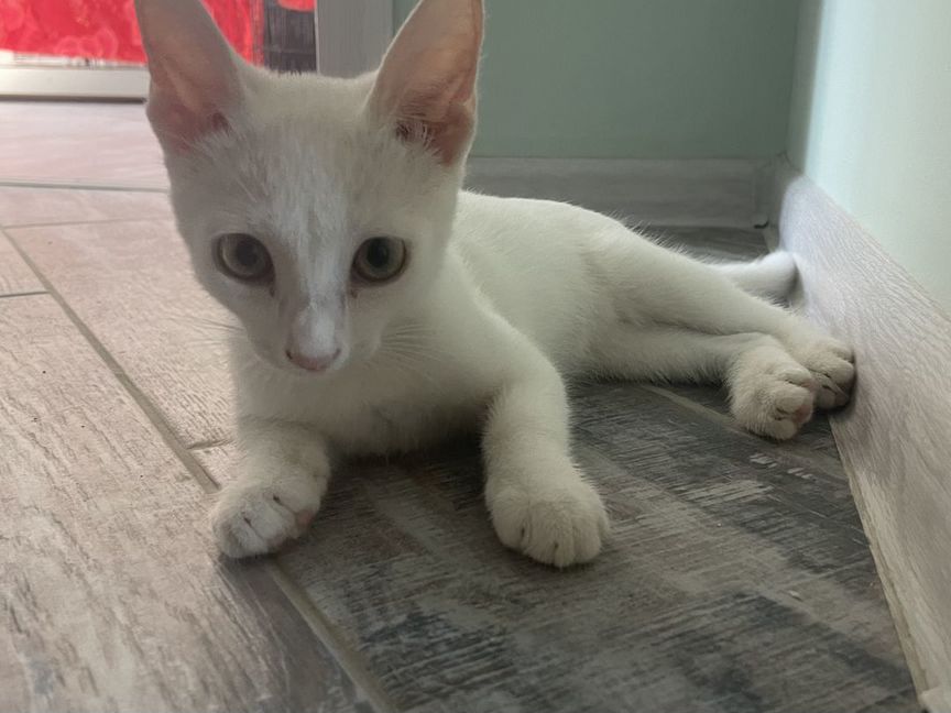 Ангорский короткошерстный котенок