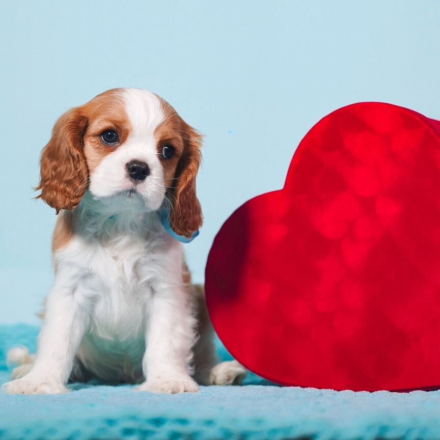 Кавалер кинг чарльз спаниель