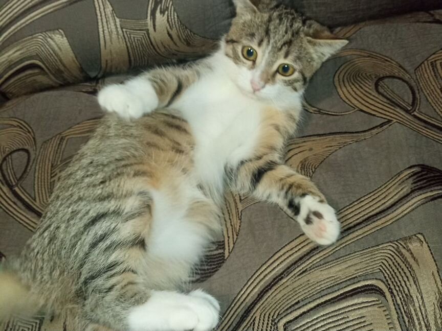 Кошка