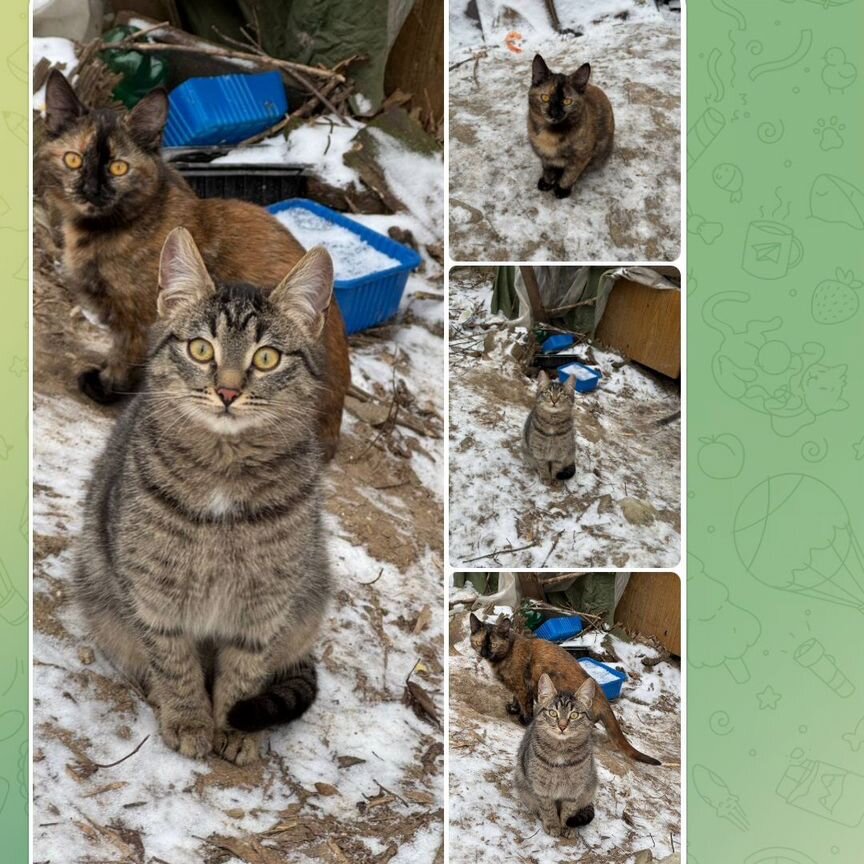 Котята в добрые руки бесплатно