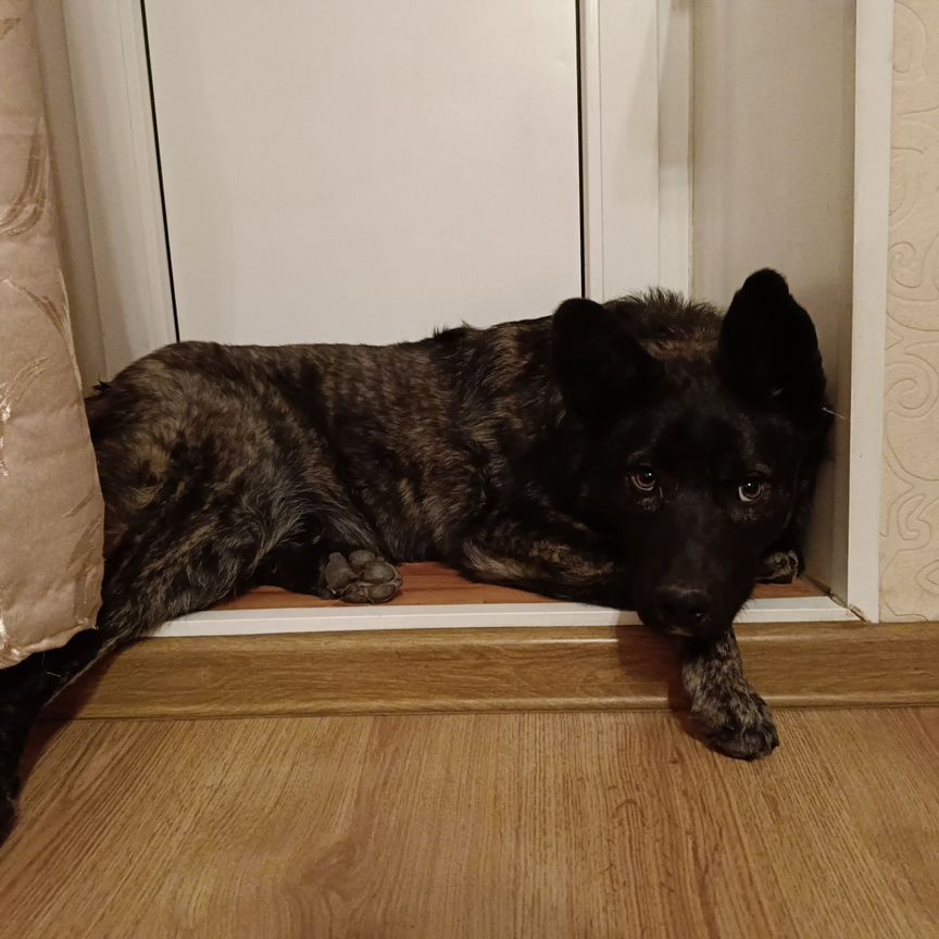 Отдам в добрые руки пса