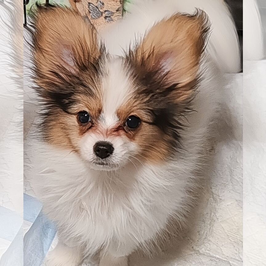 Континентальный той-спаниель папильон, щенок