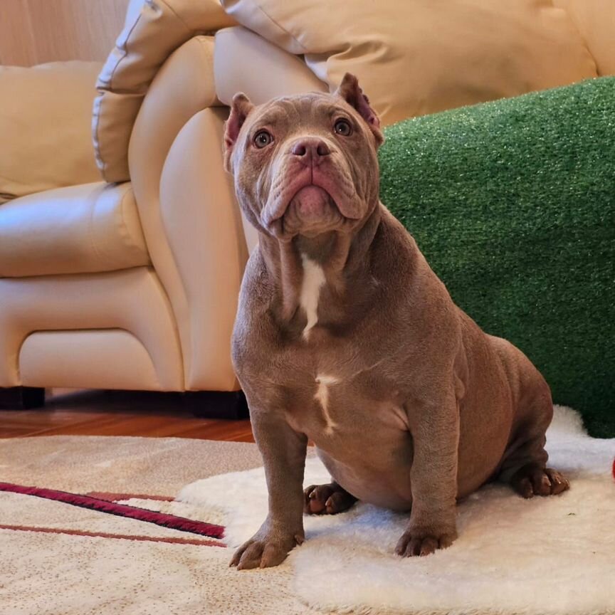 Щенки американского буля