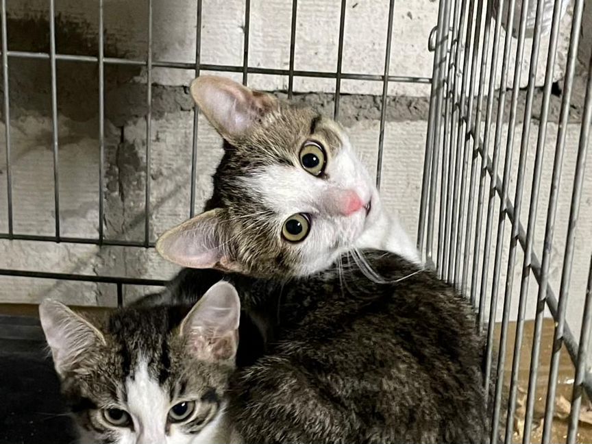 Котята в добрые руки