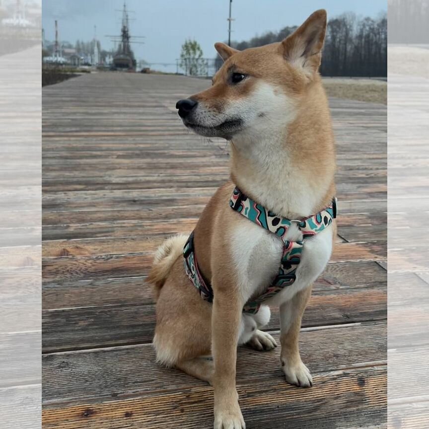 Сиба-ину, взрослая собака