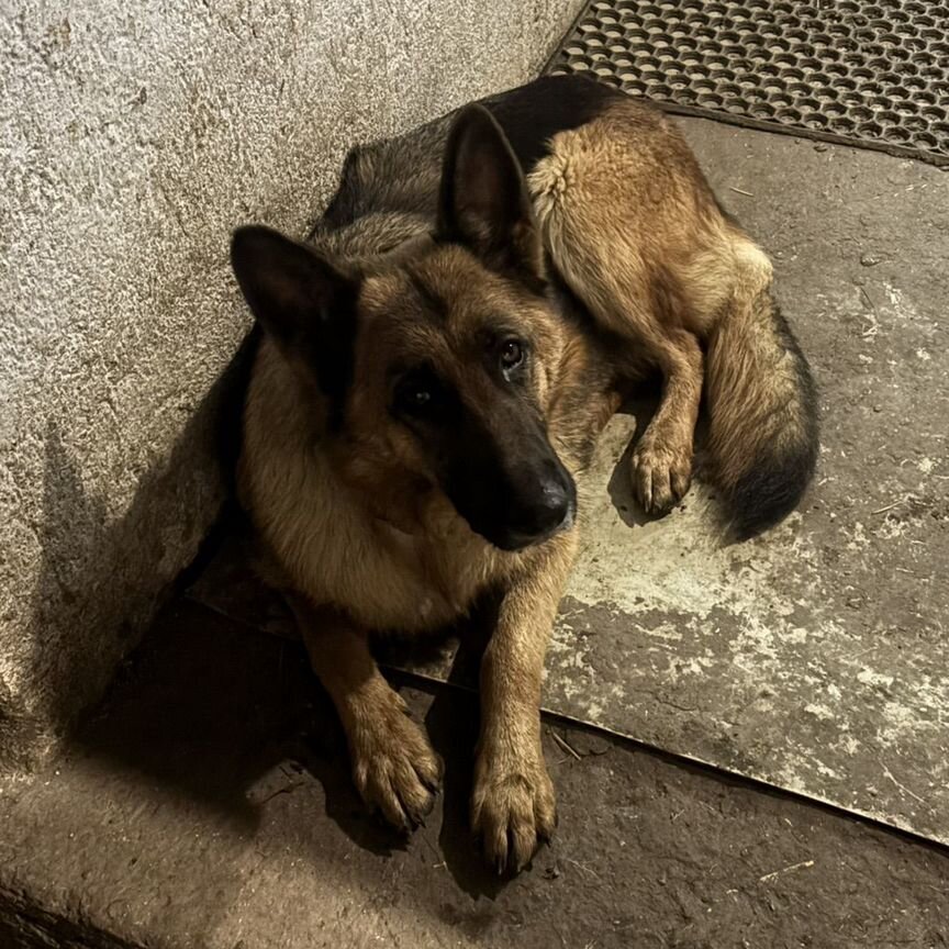 Немецкая овчарка