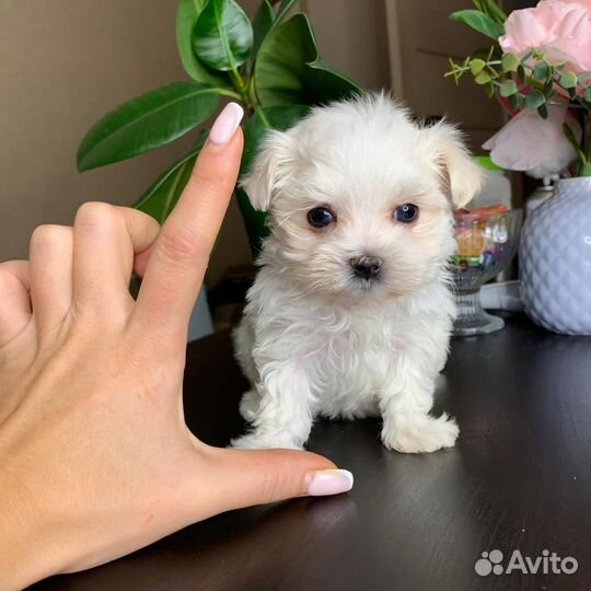Мальтийская болонка мини