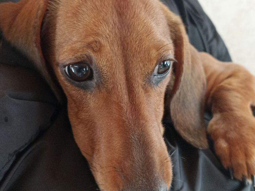 Такса в добрые руки