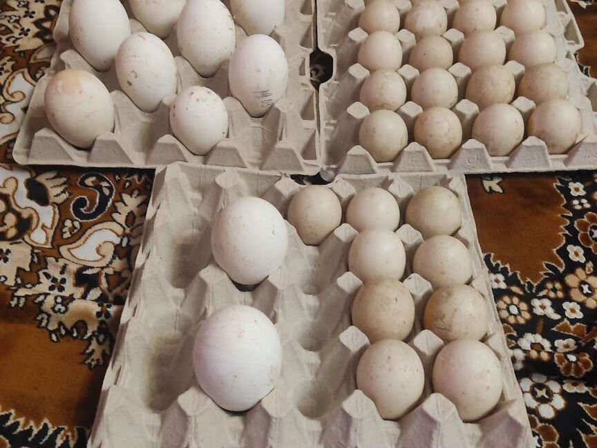 Инкубационное яйцо индоутки, гуся Серого Крупного