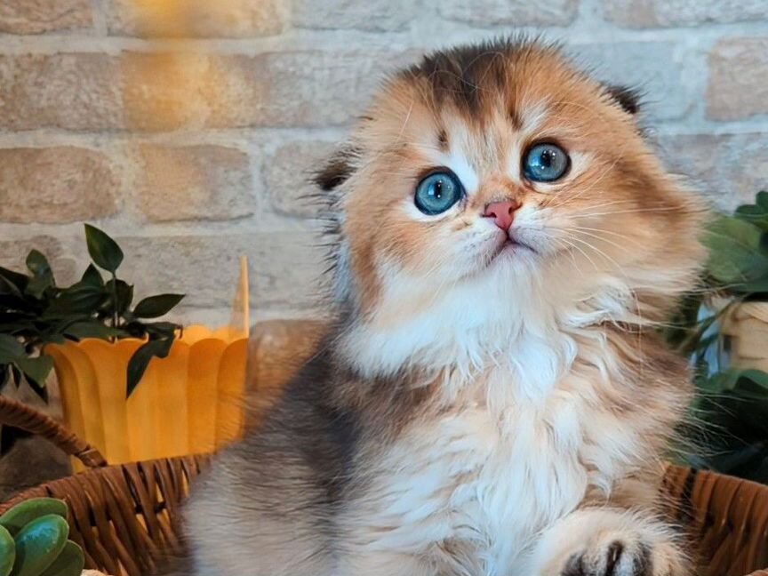 Шотландские вислоухие котята