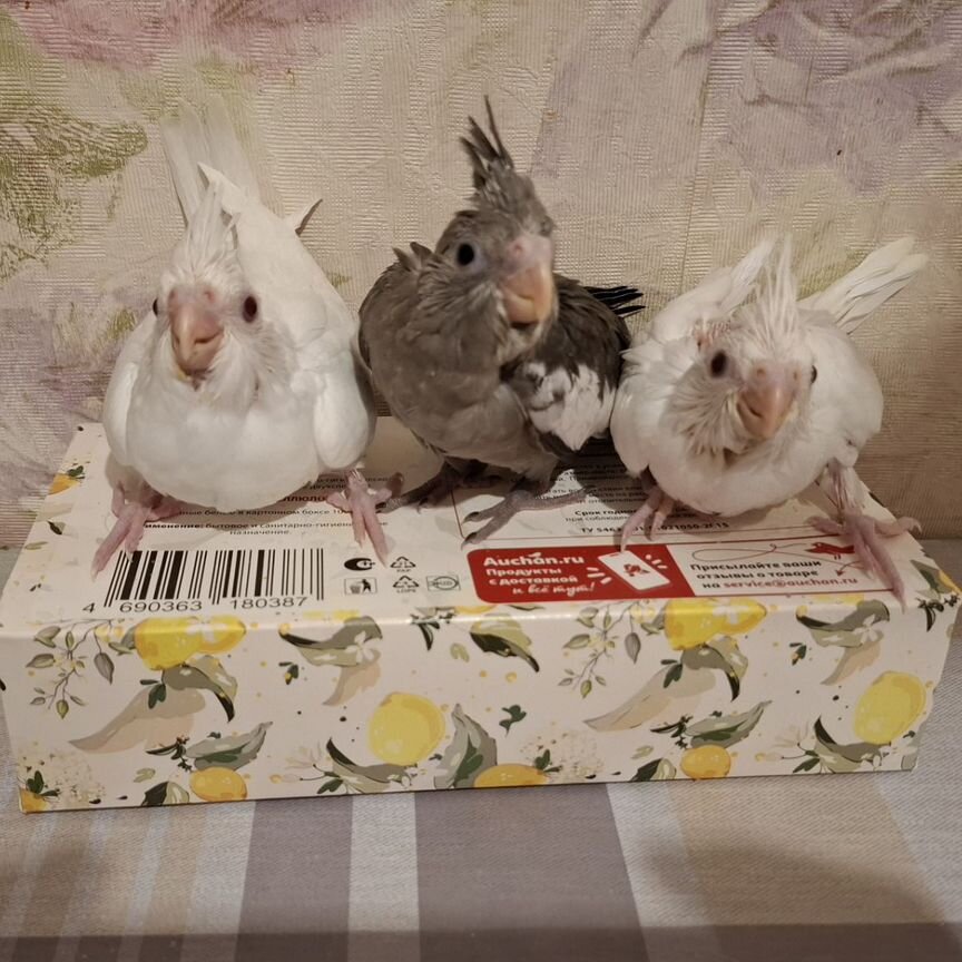 Попугай корелла птенец