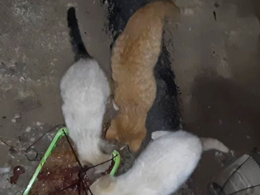 Котята в подвале. Никому не нужные
