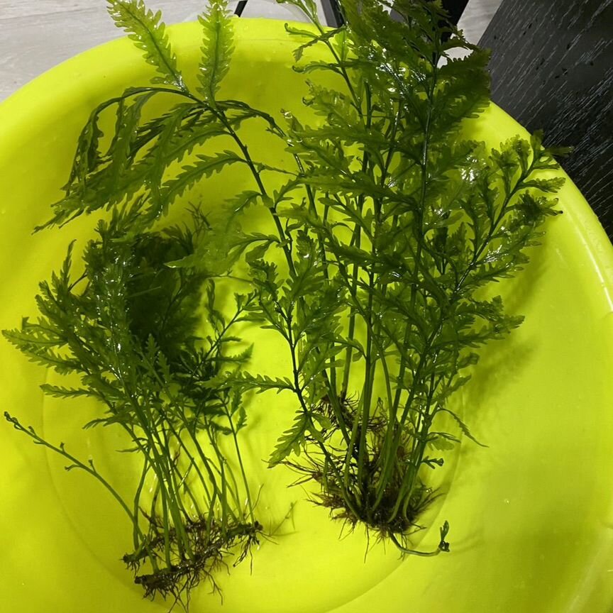 Папоротник болбитис