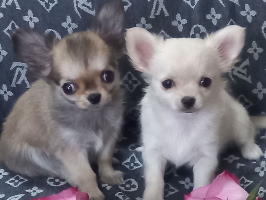 Щенки чихуахуа