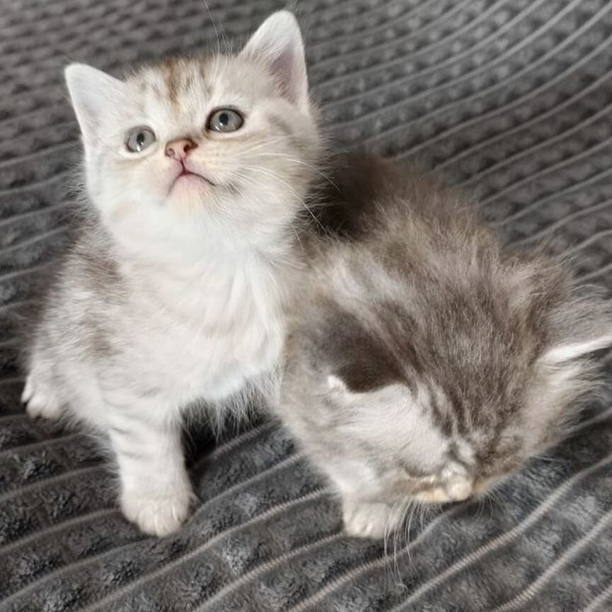 Шотландские прямоухие котята