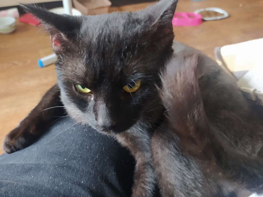 Кот чёрный