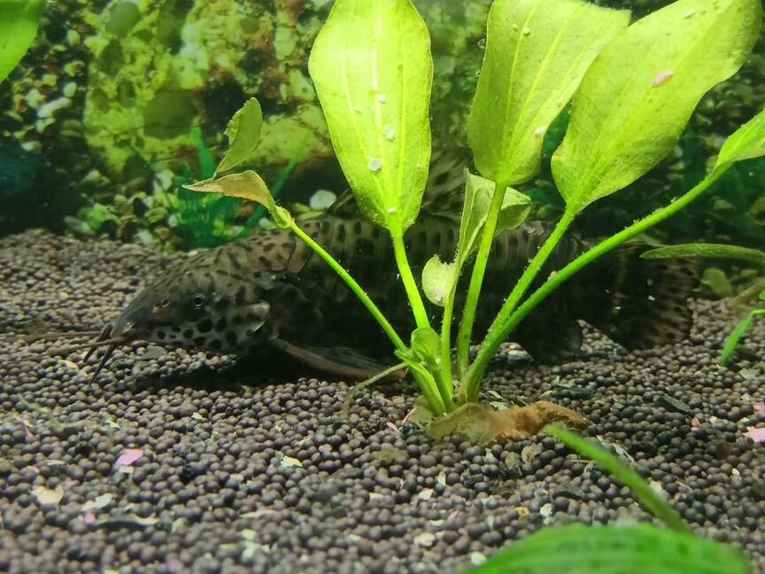 Сом таракатум