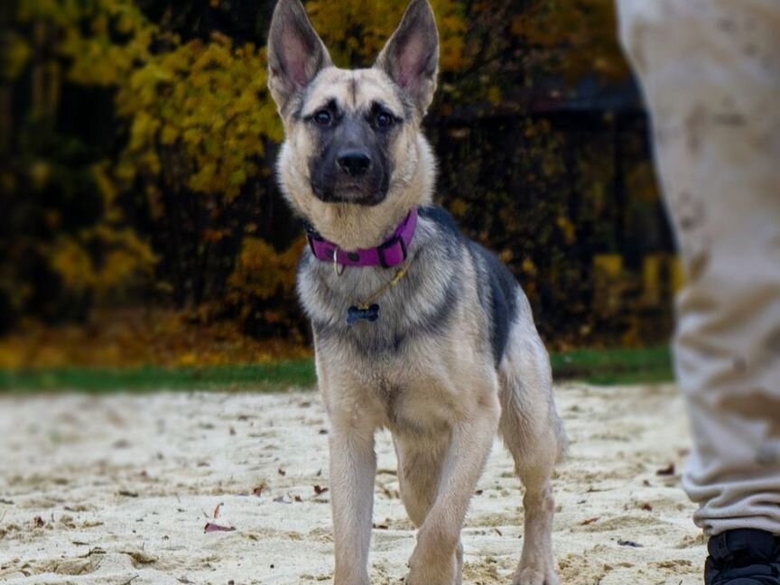 Умный пес в добрые руки