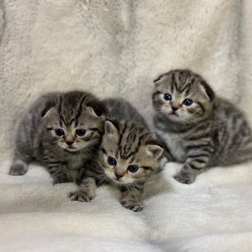 Шотландские котята