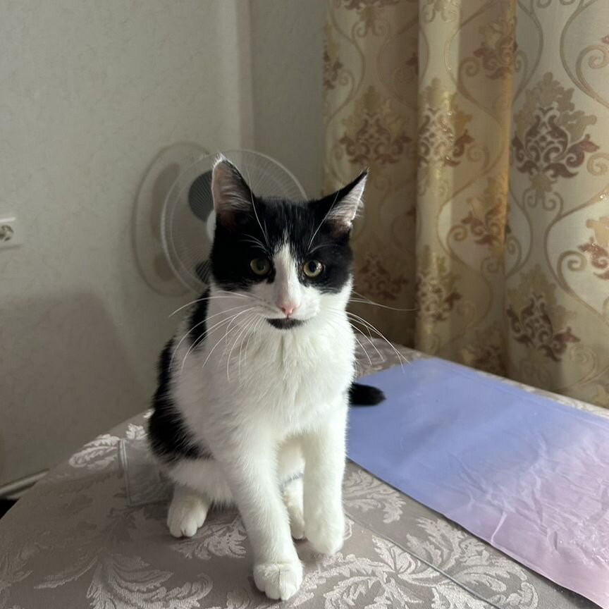 Котик (мальчик) 4,5 месяца
