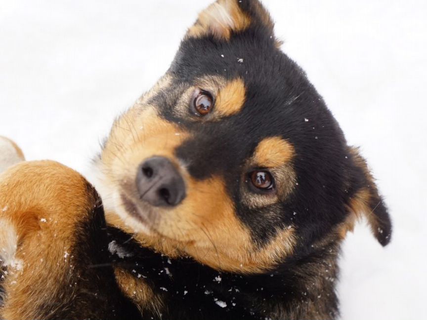 Вася - щенок в добрые руки
