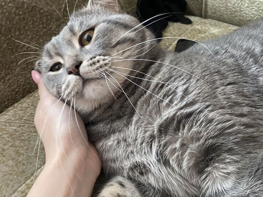 Кошка